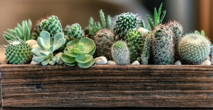 Cacti & Succulents - The Potted Patch