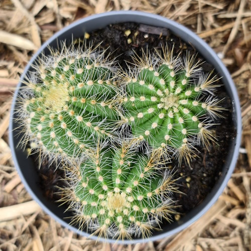 Our Range of Cacti & Succulents - The Potted Patch